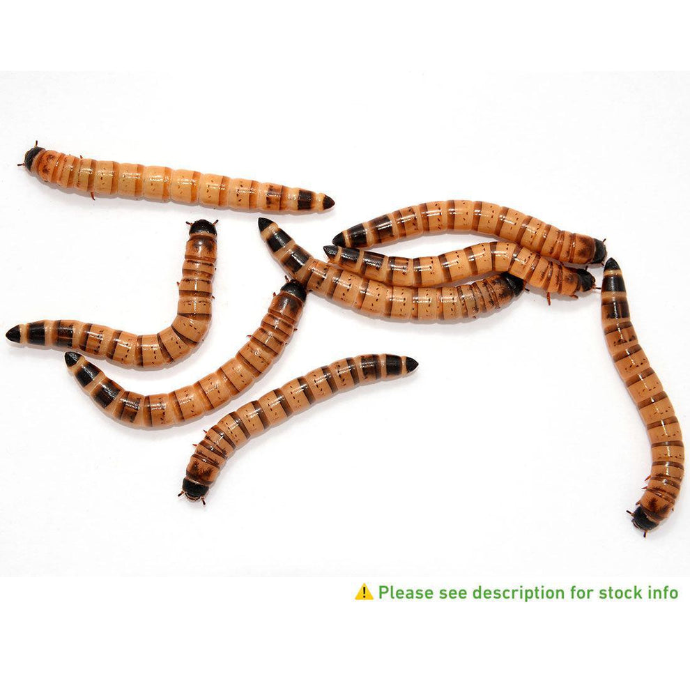 Morio Worms – The Livefood Warehouse
